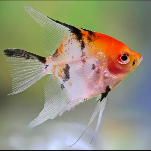 Full Orange Koi Angelfish 5-6CM - Fishden Aquatics