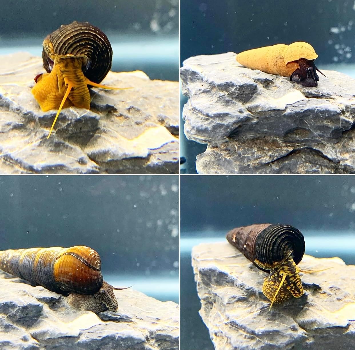 Assorted RABBIT SNAIL 5-7CM - Fishden Aquatics