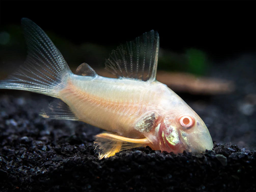 Albino sterbai cory - Fishden Aquatics