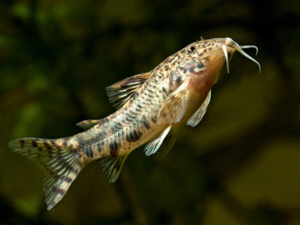 Aspidoras catfish 2-3CM - Fishden Aquatics