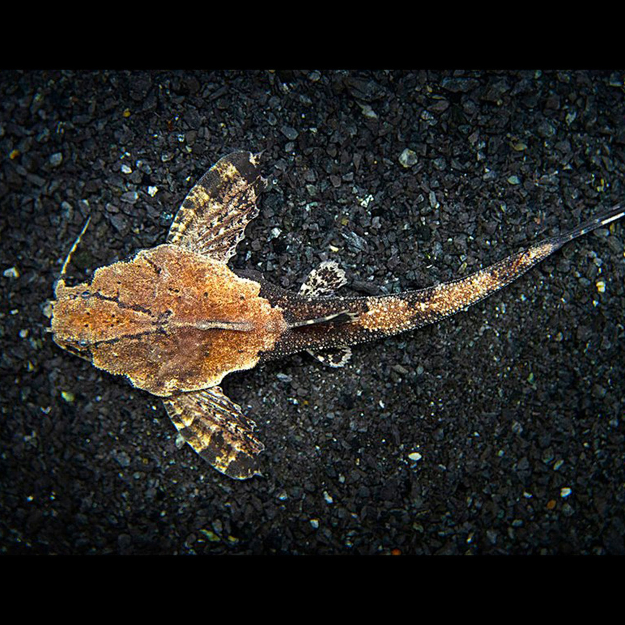 Banjo Catfish 6-7CM - Fishden Aquatics