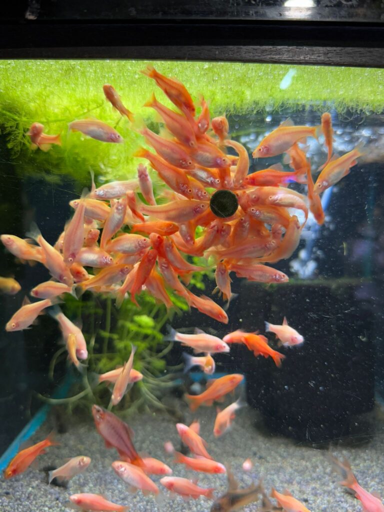 Albino cherry barb 3-4.CM - Fishden Aquatics