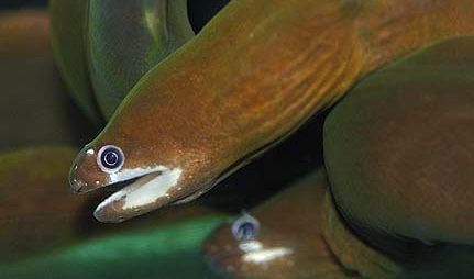 WHITE CHEEK MORAY EEL 20-25CM - Fishden Aquatics