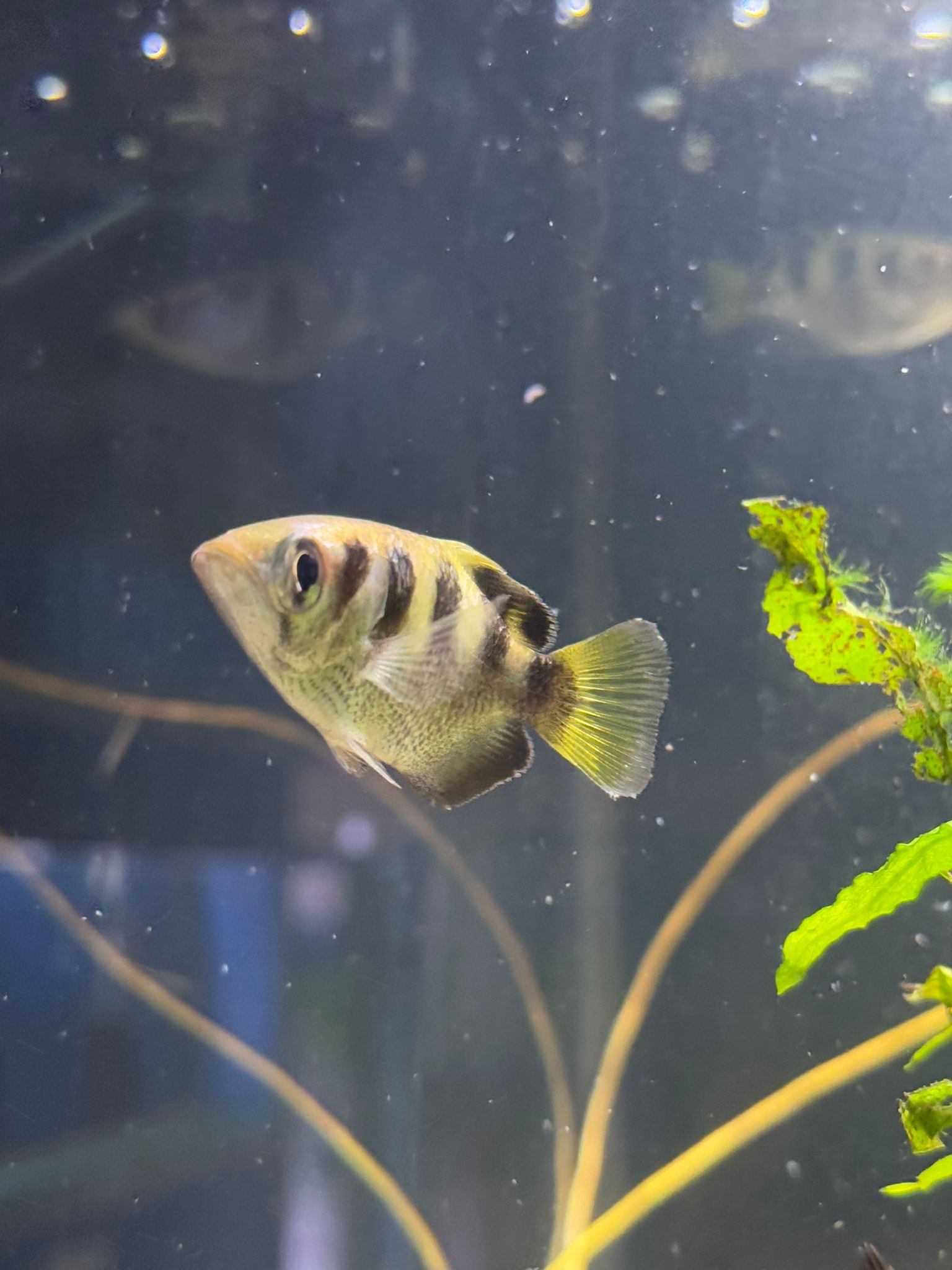 Banded Archerfish 6-7CM - Fishden Aquatics