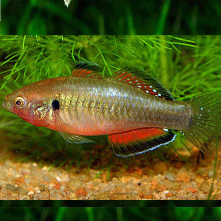 Empire gudgeon 5-6CM - Fishden Aquatics