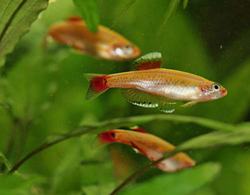 Golden White Cloud Mountain Minnow 3-4CM - Fishden Aquatics