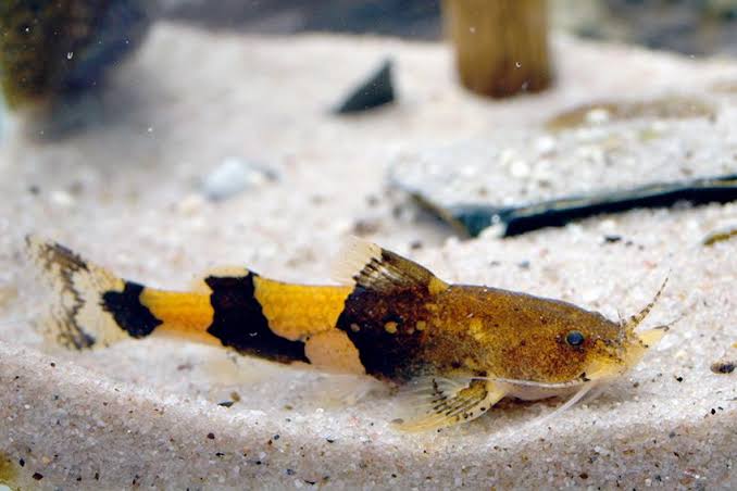 Orange-Banded Hillstream Catfish (akysis vespa) 4-5CM - Fishden Aquatics