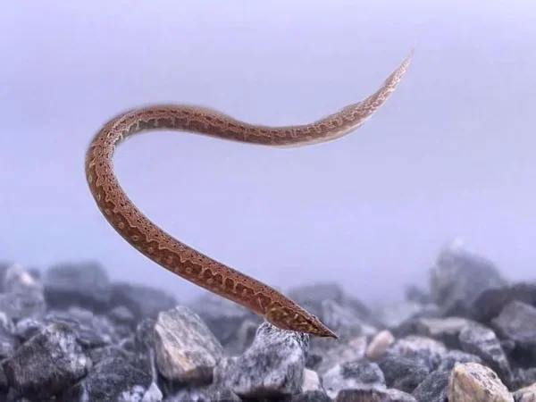 African Starry Night Eel - Fishden Aquatics