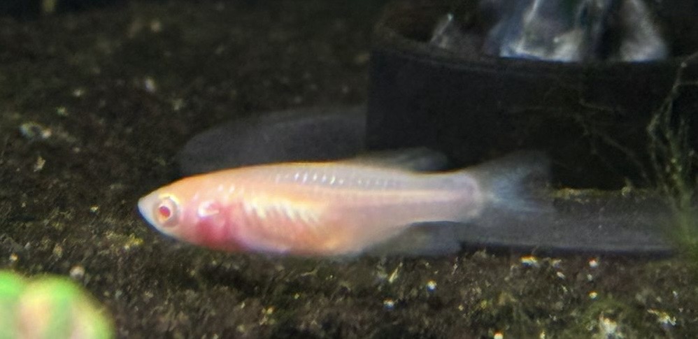 Nothobranchius rachovii albino FEMALE 3-3.5CM - Fishden Aquatics