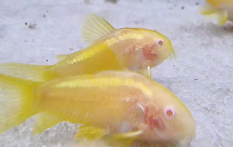Albino Gold Laser Cory 3-4CM - Fishden Aquatics