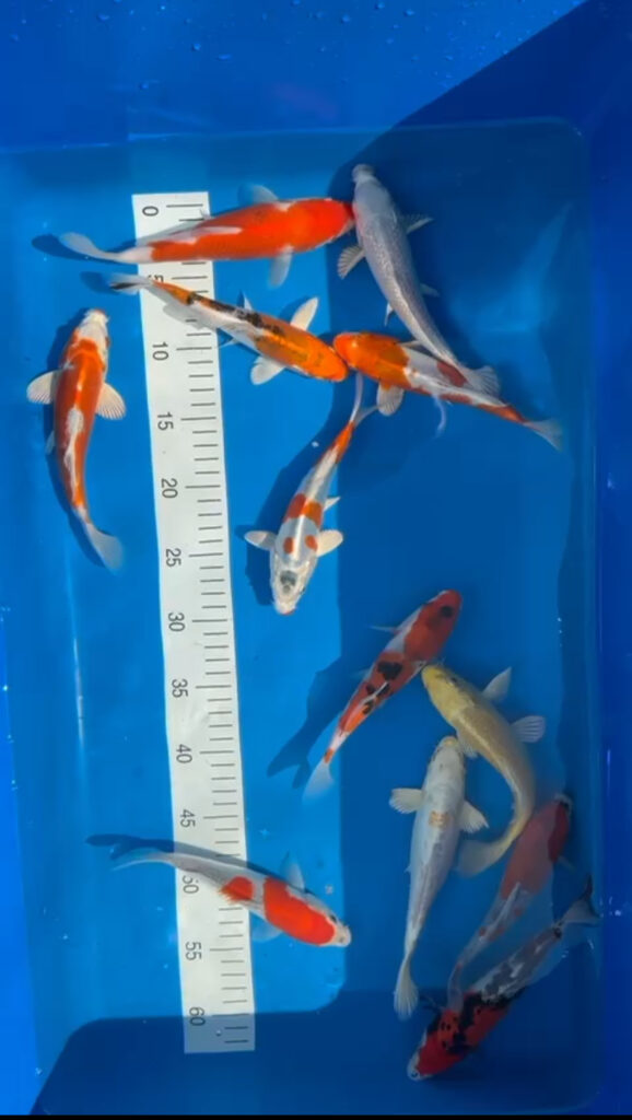18-20CM ASSORTED KOI - Fishden Aquatics