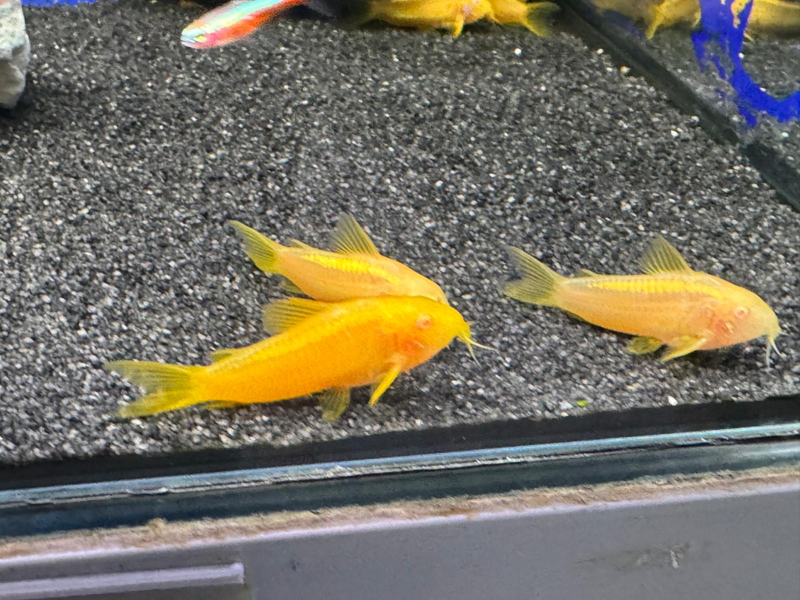 Albino Gold Laser Cory 3-4CM - Fishden Aquatics