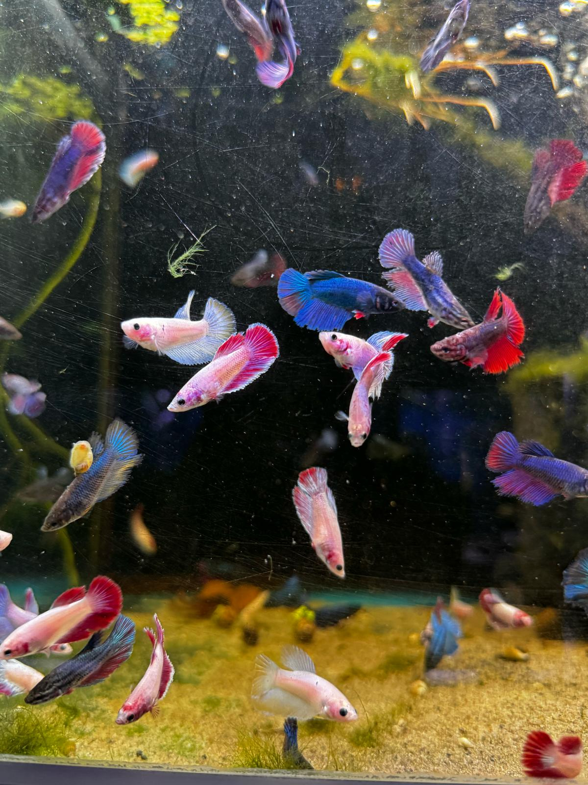 Female Assorted Plakat fancy betta 4-5cm - Fishden Aquatics