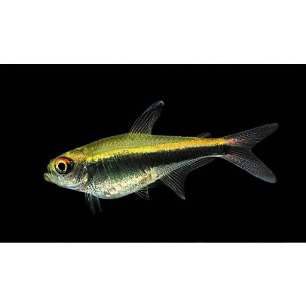 RIO META Tetra 2-3CM - Fishden Aquatics