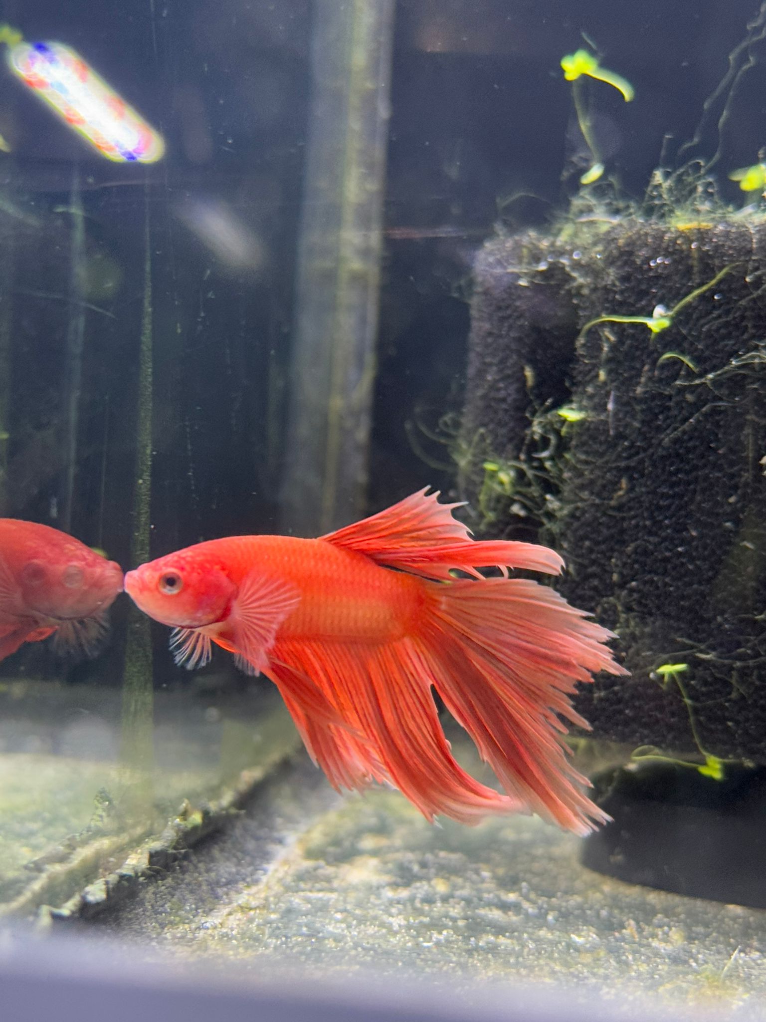 Betta Male - Orange Super Delta Male 4-6CM - Fishden Aquatics