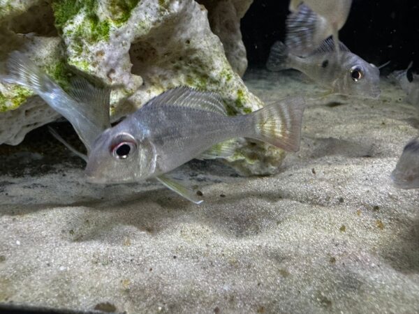 Geophagus Proximus 5-6CM - Fishden Aquatics